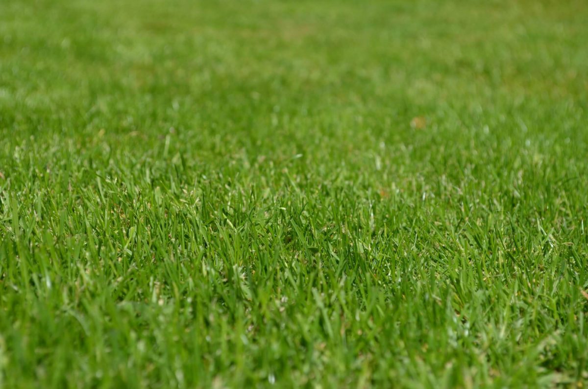 Lawn Seeding from ProLawnPlus, Baltimore's Best Lawn Care Service